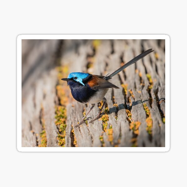 "Red-winged Fairy-wren" Sticker for Sale by Cadman | Redbubble