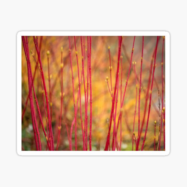 Chatto Merch & Gifts for Sale | Redbubble