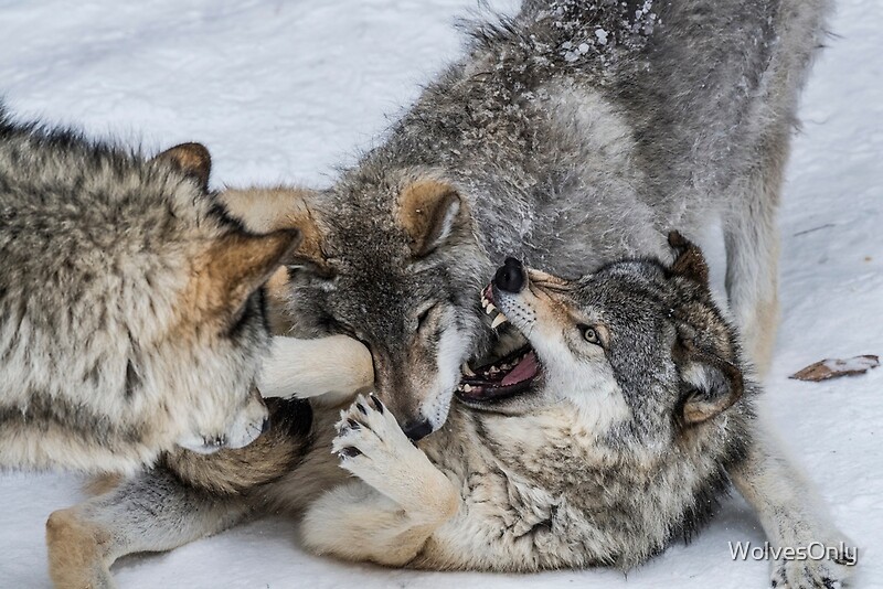 "Timber Wolves Playing" by WolvesOnly | Redbubble