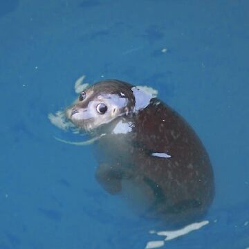Memes De Focas En El Agua