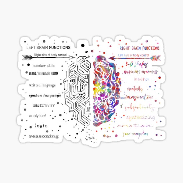 "Left and right brain function" Sticker for Sale by Rosaliartbook ...