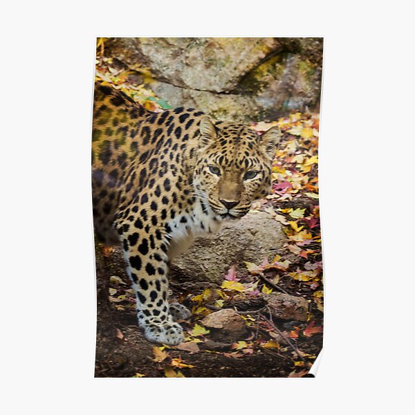 Amur Leopards Posters | Redbubble