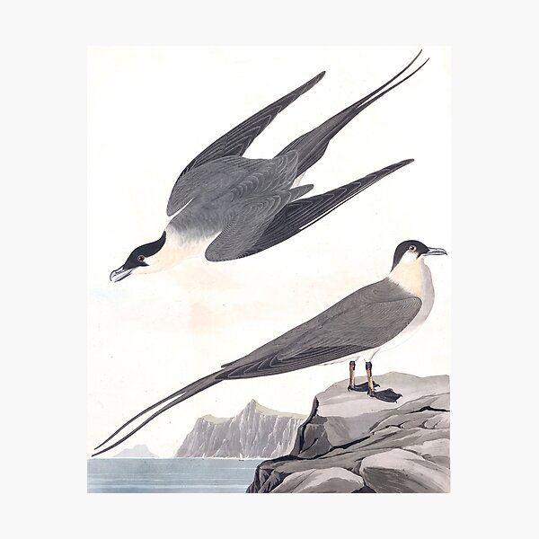 Lámina fotográfica «Top Best Birds Arctic Yager Birds of America JJ ...