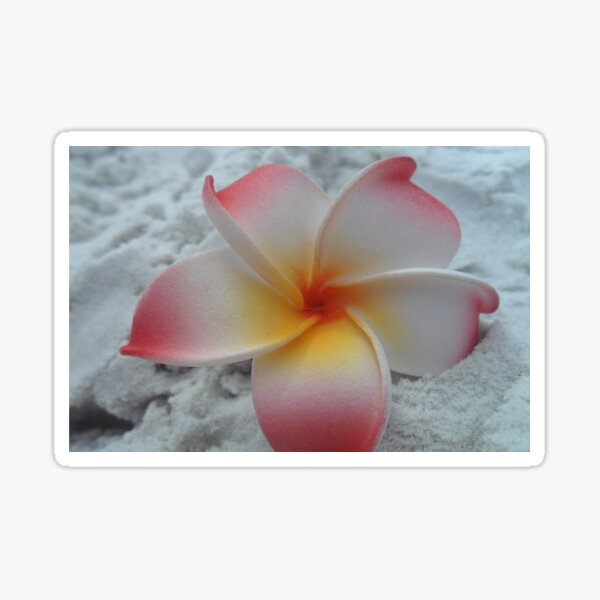 "Pink Beach Flower" Sticker by dalesgal3 | Redbubble