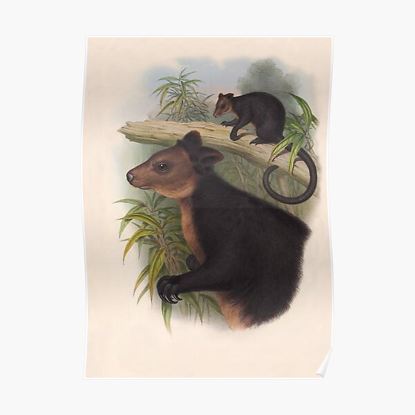 "Twp Ursine Tree Kangaroos by Henry Constantine Richter" Poster for ...