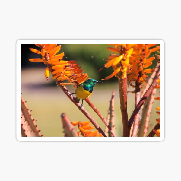 "Collared Sunbird with Orange Flowers, South Africa" Sticker for Sale ...