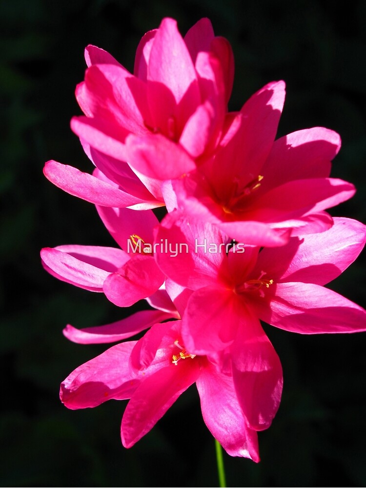 "Hot Pink Tritonia #1" Poster by blossom | Redbubble