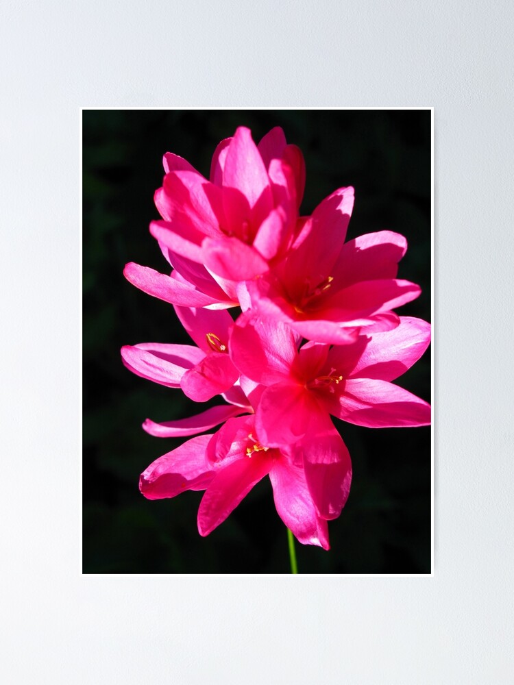 "Hot Pink Tritonia #1" Poster by blossom | Redbubble