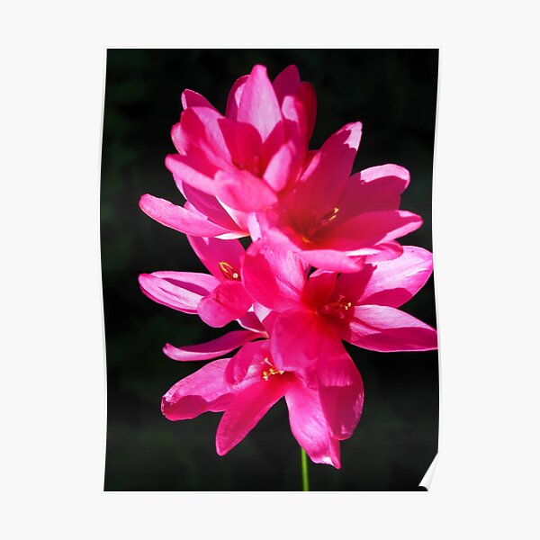 "Hot Pink Tritonia #1" Poster by blossom | Redbubble