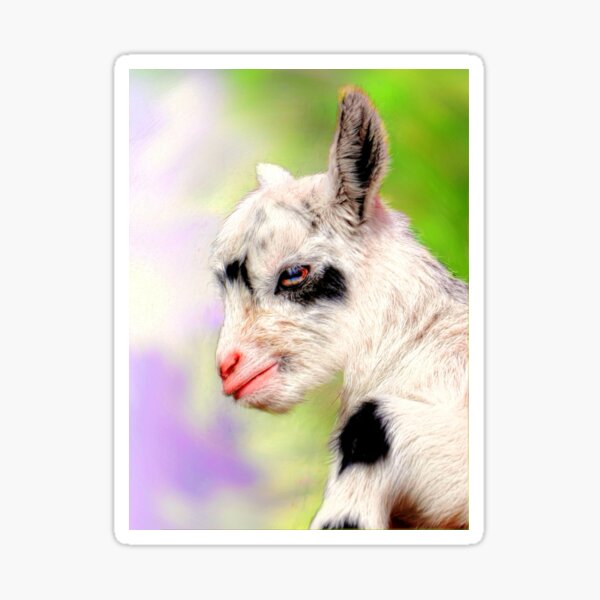 "Baby Goat" Sticker for Sale by venny | Redbubble