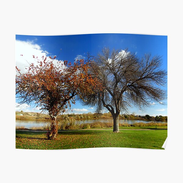 "Loosing Their Finery, Marsing Idaho" Poster for Sale by trueblvr ...