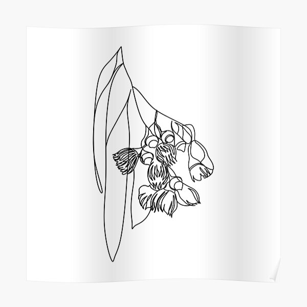 "Australian Native Flower Line drawing. Flower line illustration. Line ...