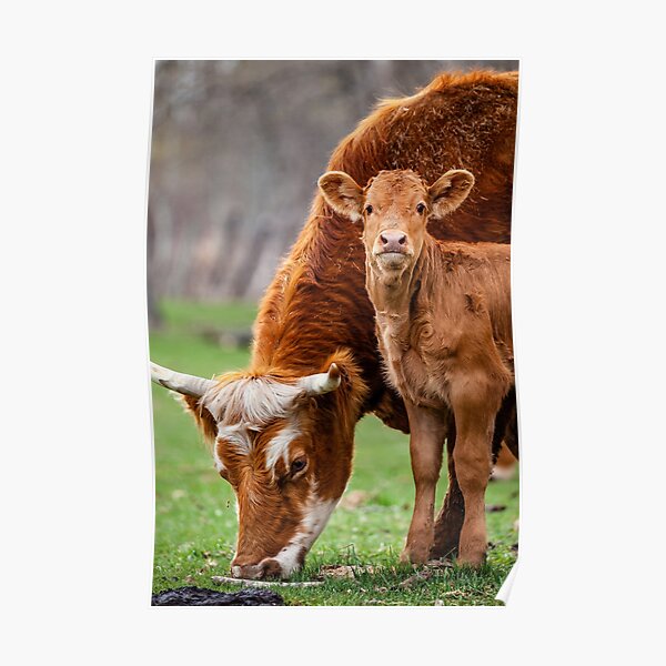 "Cow cub" Poster for Sale by Vargulich | Redbubble
