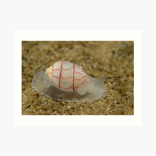 "Red-line Bubble Snail - Bullina lineata" Art Print by andrewtj | Redbubble
