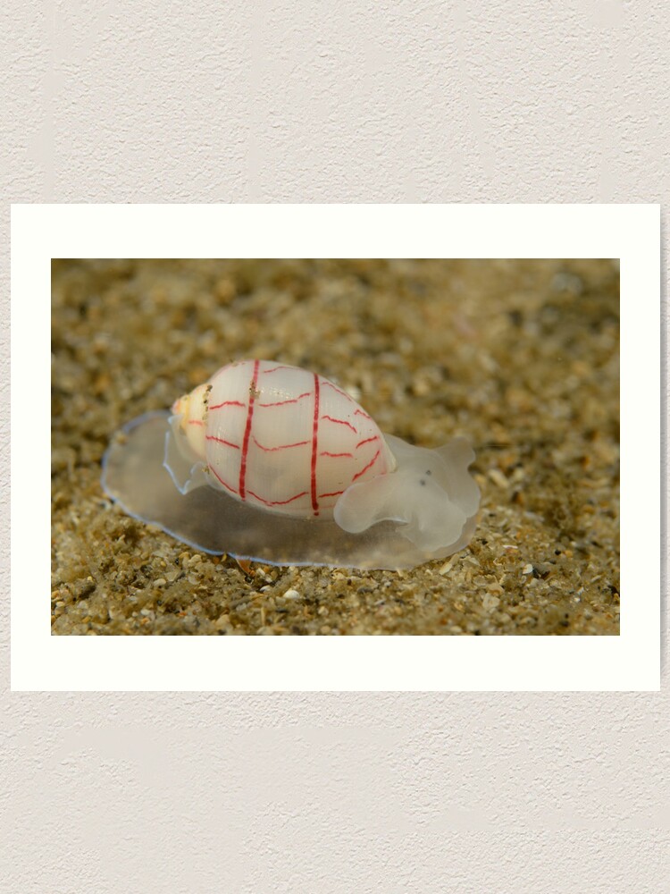 "Red-line Bubble Snail - Bullina lineata" Art Print by andrewtj | Redbubble