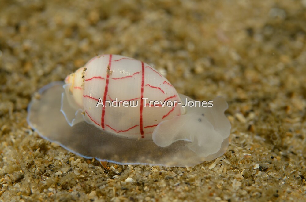 "Red-line Bubble Snail - Bullina lineata" by Andrew Trevor-Jones ...