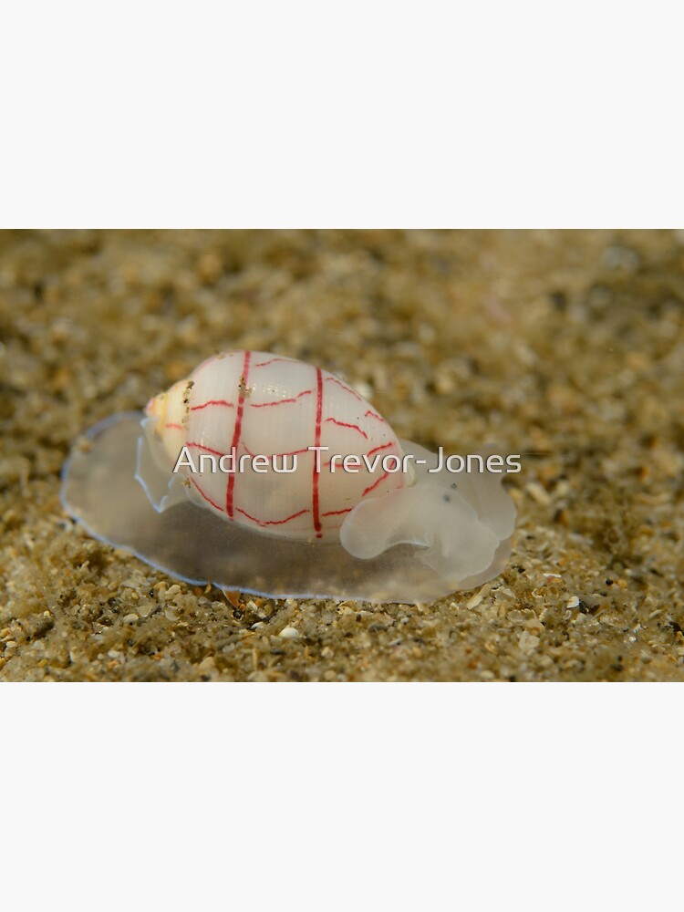 "Red-line Bubble Snail - Bullina lineata" Art Print by andrewtj | Redbubble