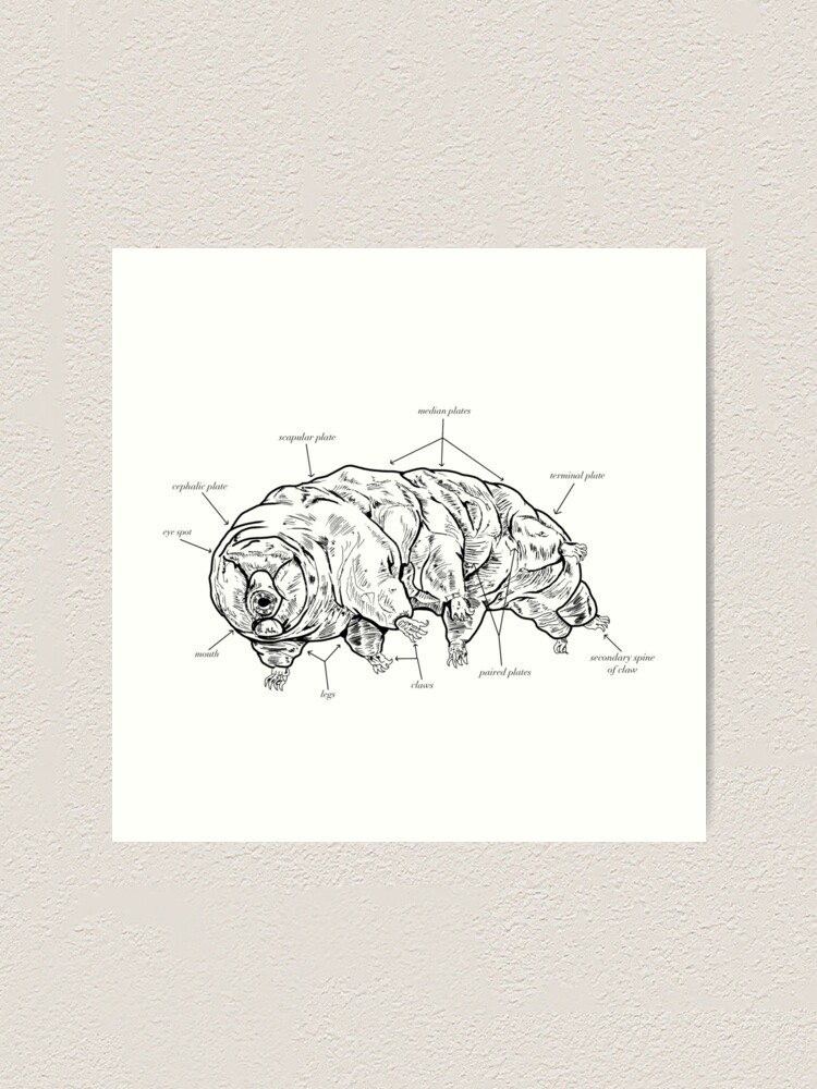 "Tardigrade Anatomy" Art Print for Sale by CloodleOodle | Redbubble