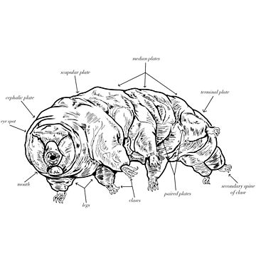 Tardigrade Anatomy Morphology And Functional Anatomy | SpringerLink
