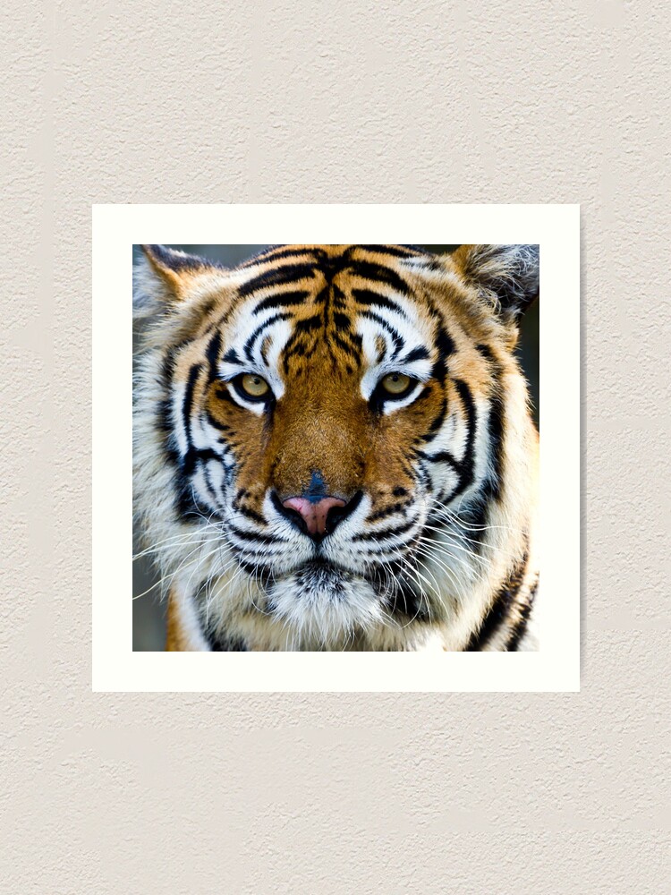 "Wild cat" Art Print by mrkings | Redbubble