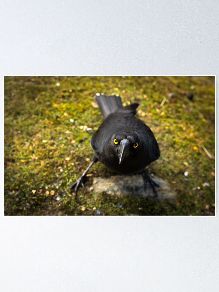 "Give me that muffin!" Poster for Sale by bonsta | Redbubble