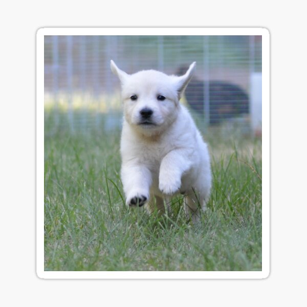 "Cute Puppy Dog Running" Sticker by stickerpaige4 | Redbubble