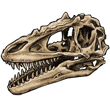 "Dinosaur Skull Alioramus Sticker" Sticker for Sale by CassWArt | Redbubble