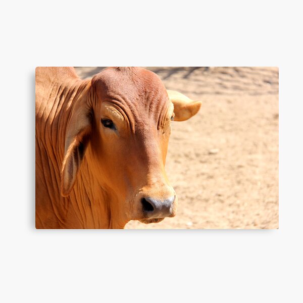 Brahman Canvas Prints | Redbubble