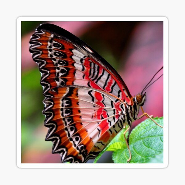 "Red Butterfly" Sticker for Sale by Moni3572 | Redbubble