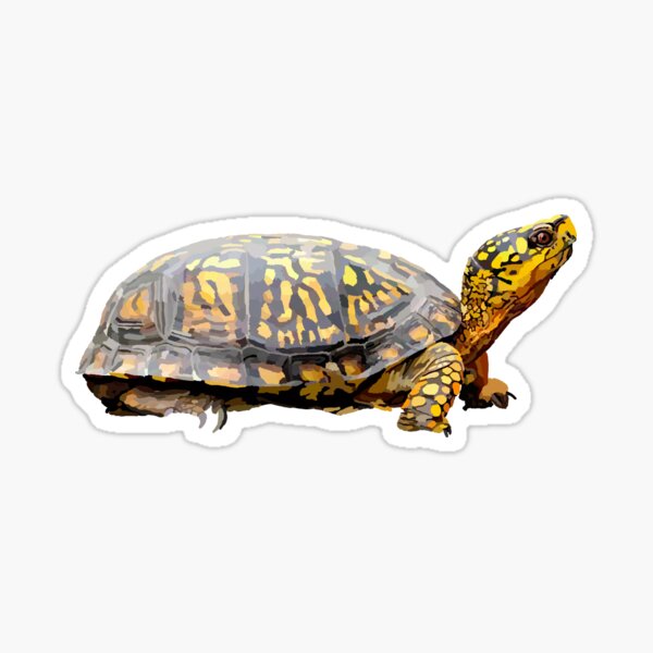 "Box Turtle" Sticker for Sale by Calluna-Artis | Redbubble
