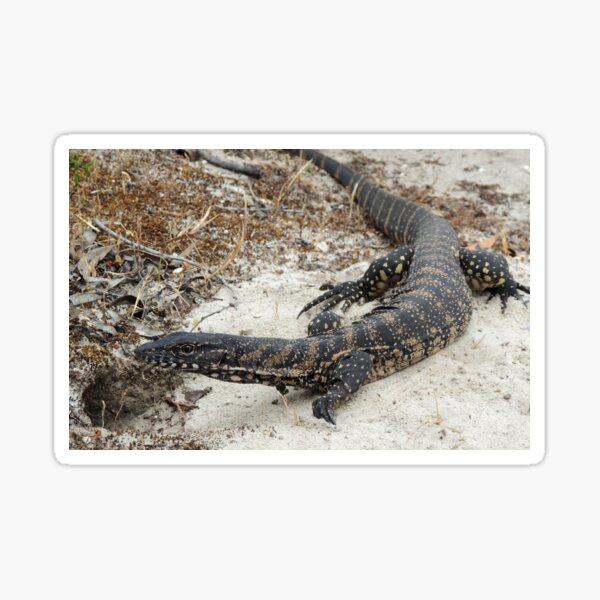 "Heath goanna (Varanus rosenbergi) - Kangaroo Island" Sticker for Sale by danimations | Redbubble