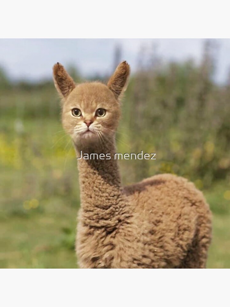 "LAMA CAT" Sticker for Sale by jmendez713 | Redbubble