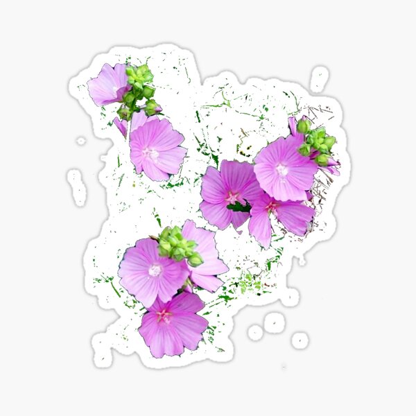 "Musk Mallow Photo" Sticker for Sale by DianeBP | Redbubble