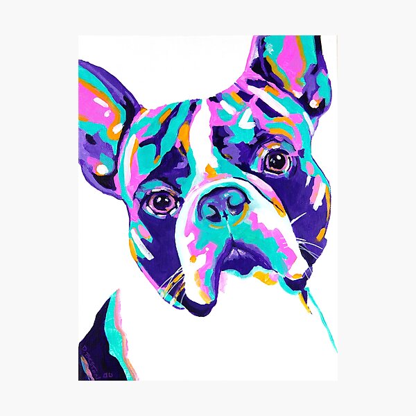 "Colorful Boston Terrier Dog Art by Deb Breton" Photographic Print for ...