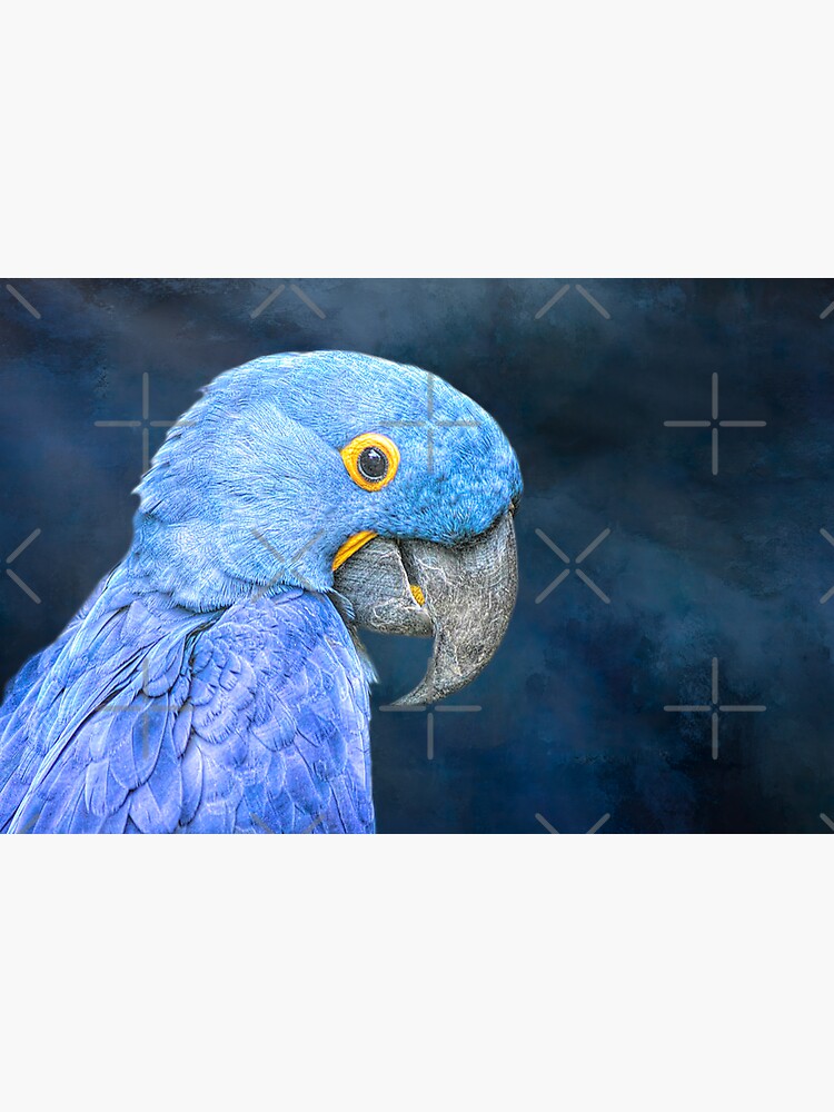 "Blue Hyacinth Macaw" Sticker for Sale by fineart2017 | Redbubble