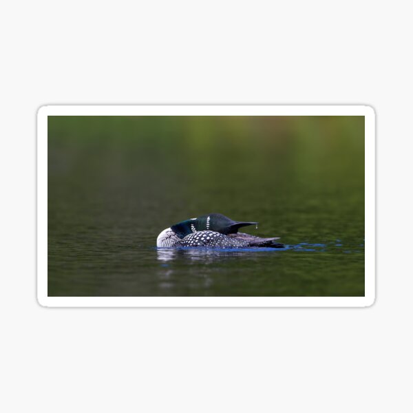 "Common loon stretch" Sticker by darby8 | Redbubble