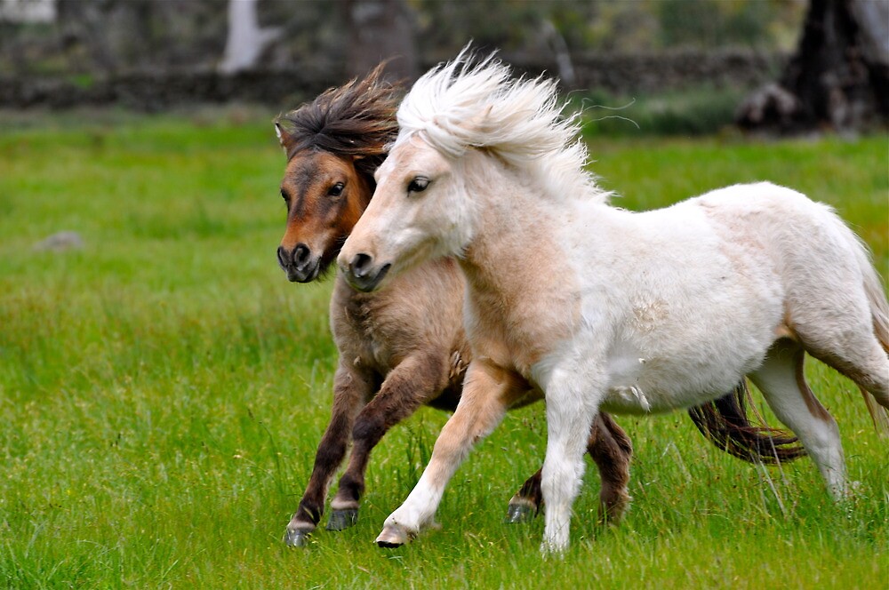 "Pair of Ponies Running" by Vicki Johnson | Redbubble