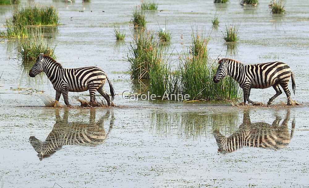 "Zebras Cantering Across The Swamp " by Carole-Anne | Redbubble