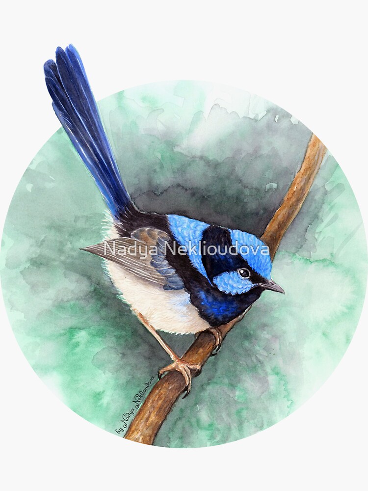 "Superb Blue Fairy-Wren by Nadya Neklioudova" Sticker for Sale by ...