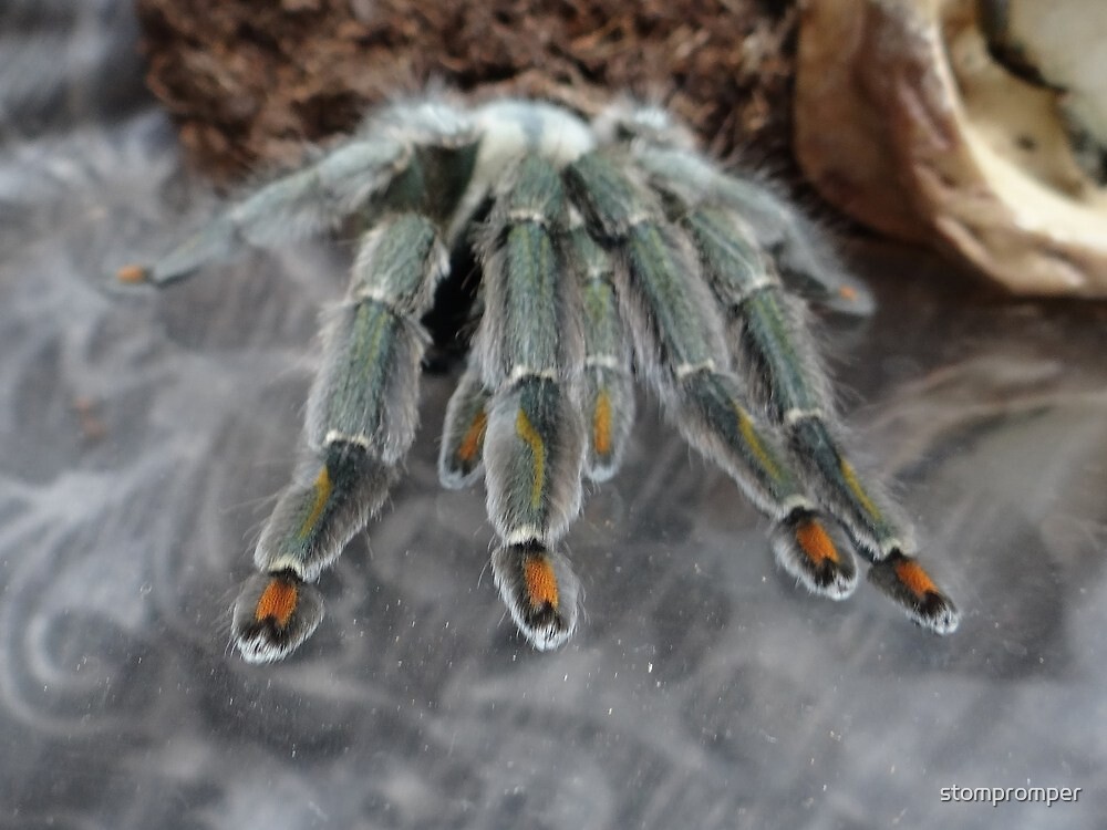 "Trinidad chevron tarantula" by stompromper | Redbubble