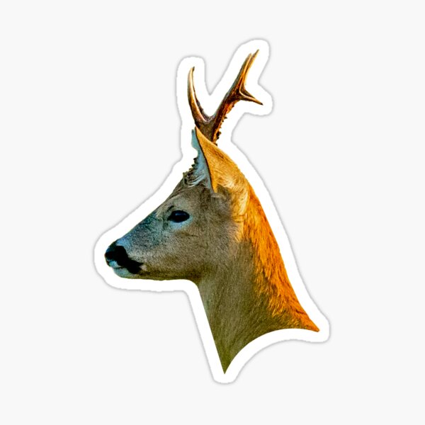 "Rehbock im Gras" Sticker von Dalyn | Redbubble