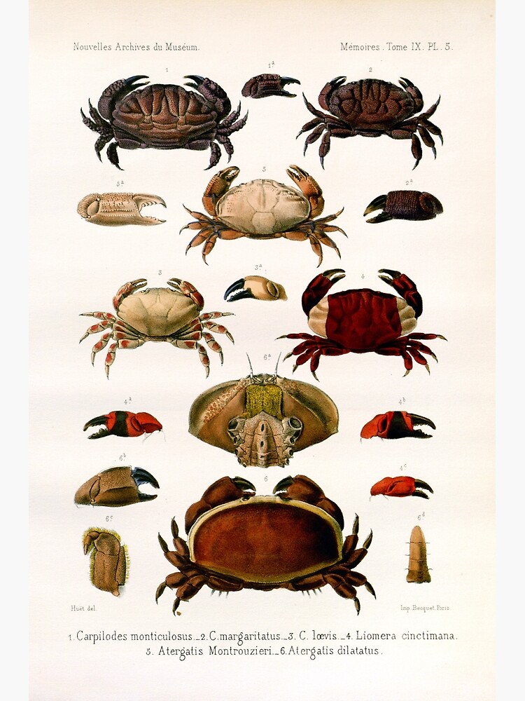 Póster «Ilustración de crustáceos vintage - carpilodes y margaritatus ...