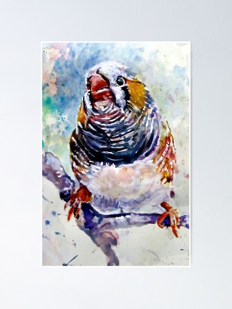 "zebra finch" Poster for Sale by pamfox | Redbubble