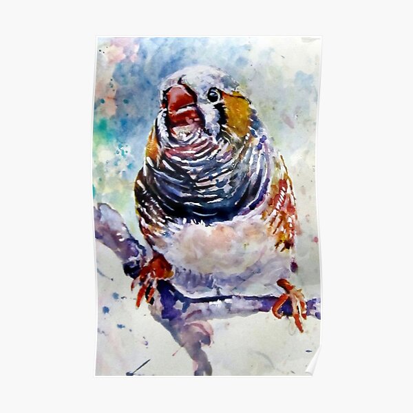 "zebra finch" Poster for Sale by pamfox | Redbubble