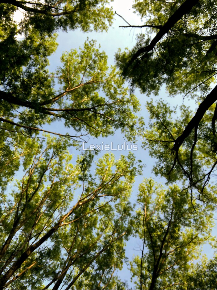 "Canopy of Trees" Sticker by LexieLulus | Redbubble