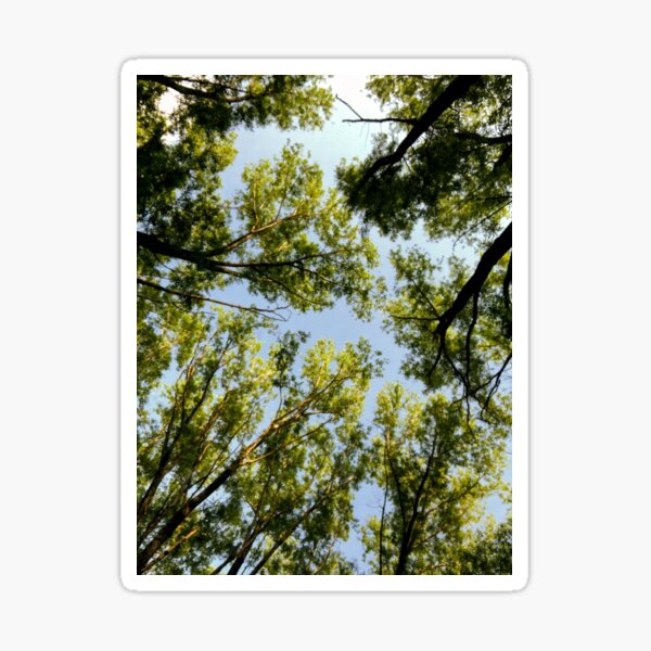 "Canopy of Trees" Sticker by LexieLulus | Redbubble