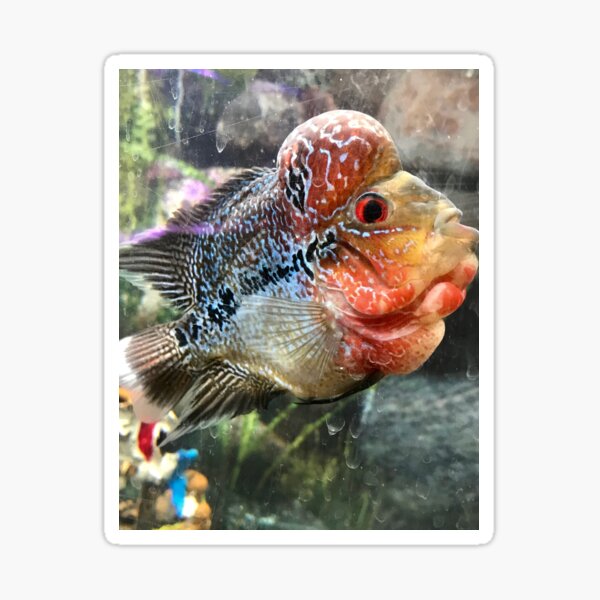 "Bub the Flowerhorn" Sticker for Sale by WriterFreak | Redbubble