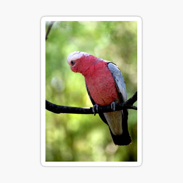 "Galah" Sticker for Sale by GP1746 | Redbubble