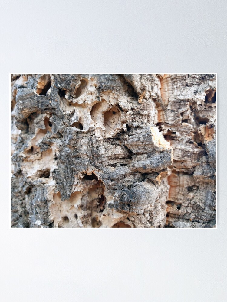 "Tree Bark" Poster by orlyfuchsgalche | Redbubble