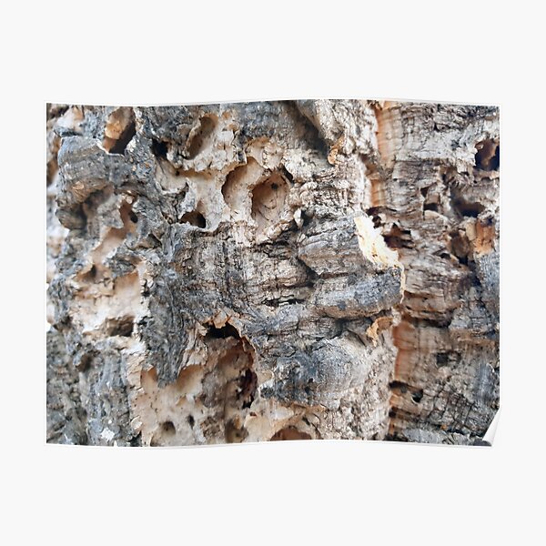 "Tree Bark" Poster by orlyfuchsgalche | Redbubble